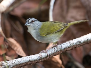Green-backed Sparrow - Arremonops chloronotus - Birds of the World