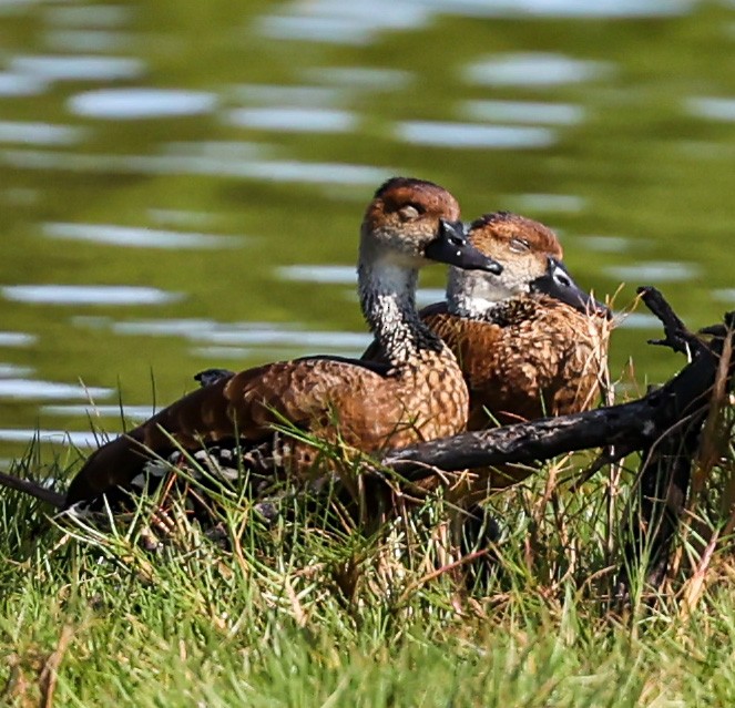 eBird Checklist - 5 Feb 2023 - Laguna flamingos - 43 species (+1 other ...