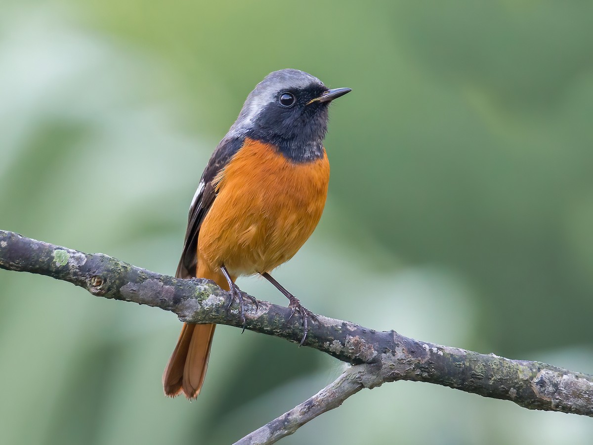 Daurian Redstart - Phoenicurus auroreus - Birds of the World