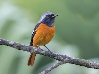 Daurian Redstart - Phoenicurus auroreus - Birds of the World