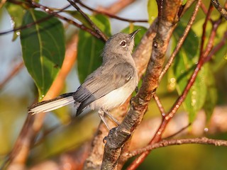 Guianan Gnatcatcher - Polioptila guianensis - Birds of the World