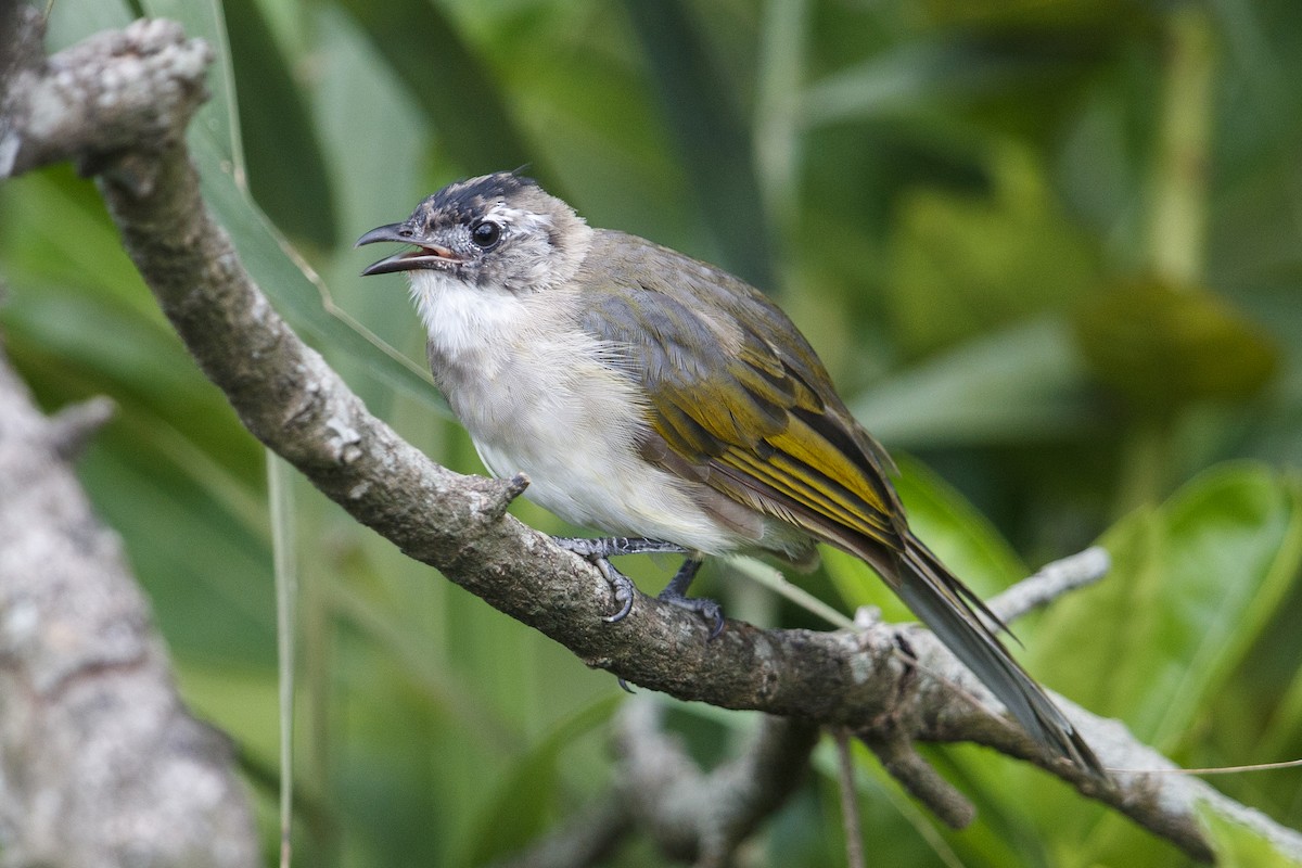 Light-vented Bulbul - Pycnonotus sinensis - Media Search - Macaulay ...