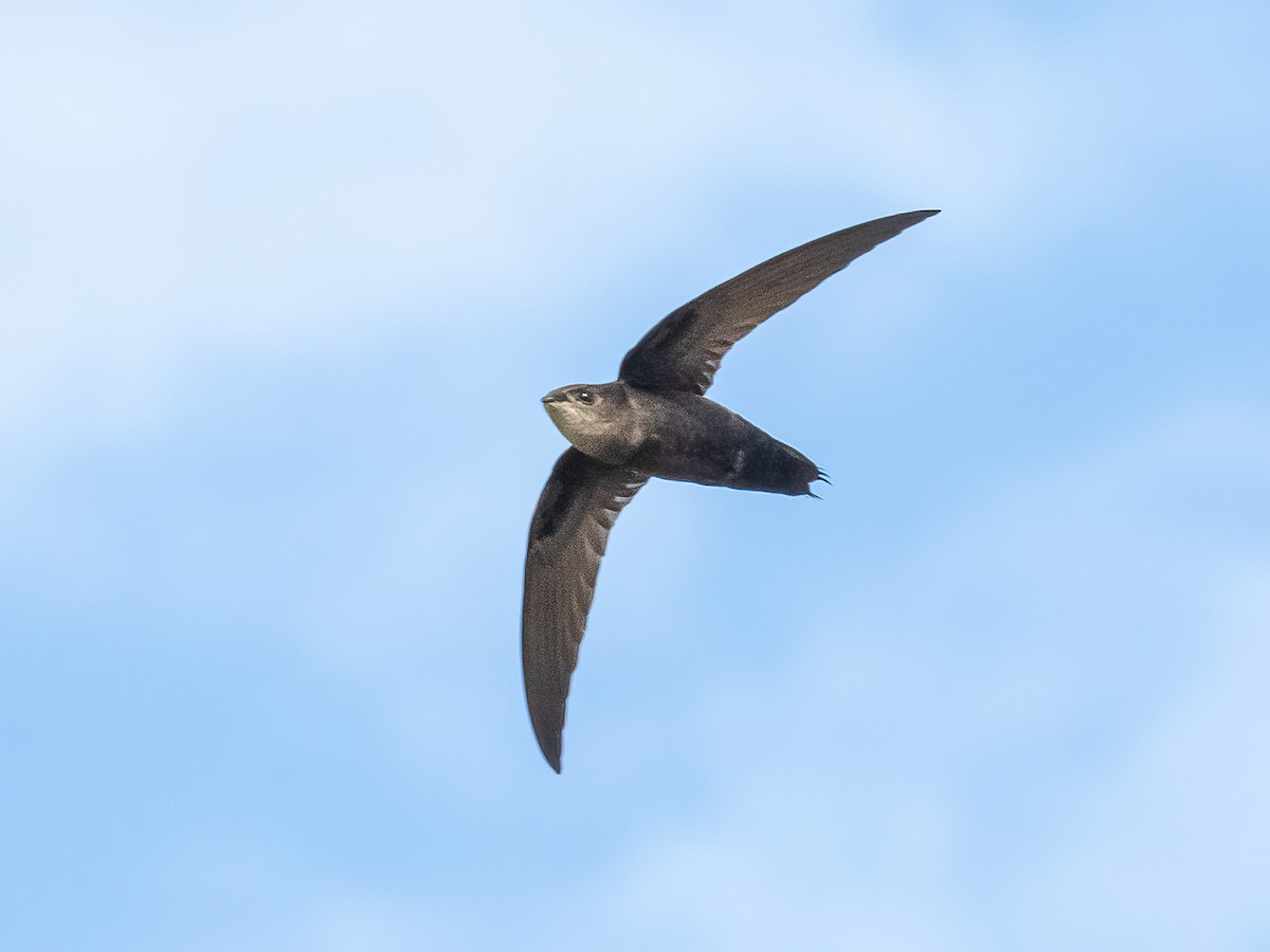 Costa Rican Swift - Chaetura fumosa - Birds of the World
