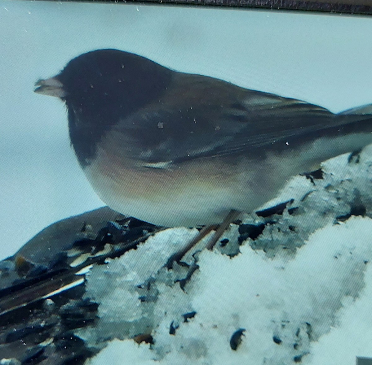 eBird Checklist - 10 Mar 2023 - Home - 1 species