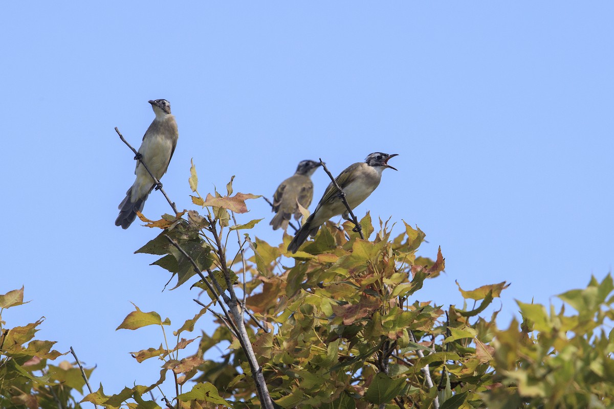 Light-vented Bulbul - Pycnonotus sinensis - Media Search - Macaulay ...