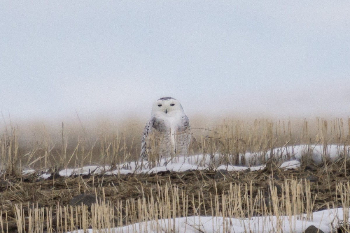 eBird Checklist - 4 Mar 2023 - Waterville Plateau -- Heritage Rd - 1 ...