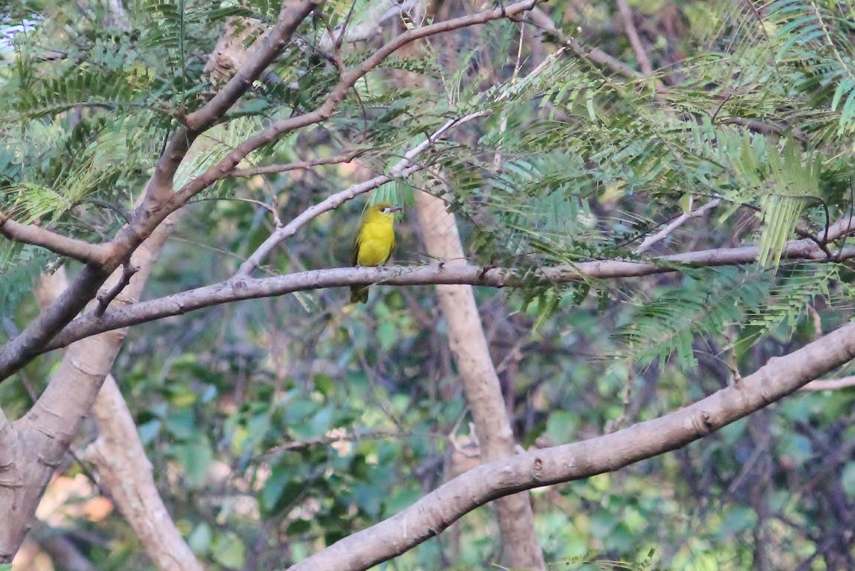 White-lored Oriole - Oriolus albiloris - Birds of the World
