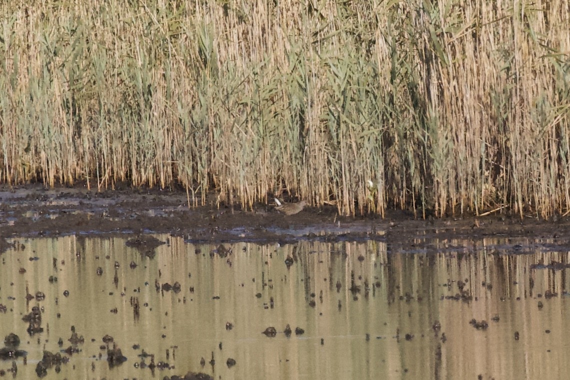 eBird Checklist - 11 Mar 2023 - Hunter Wetlands National Park--Hexham ...