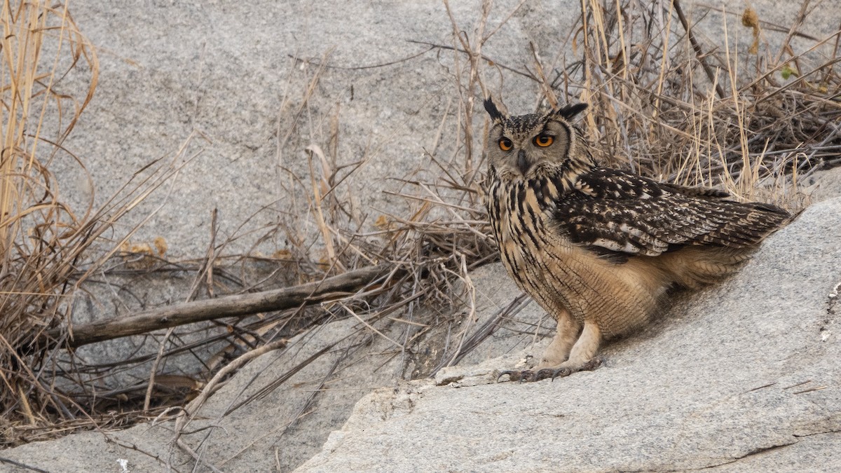 ML544159631 - Rock Eagle-Owl - Macaulay Library