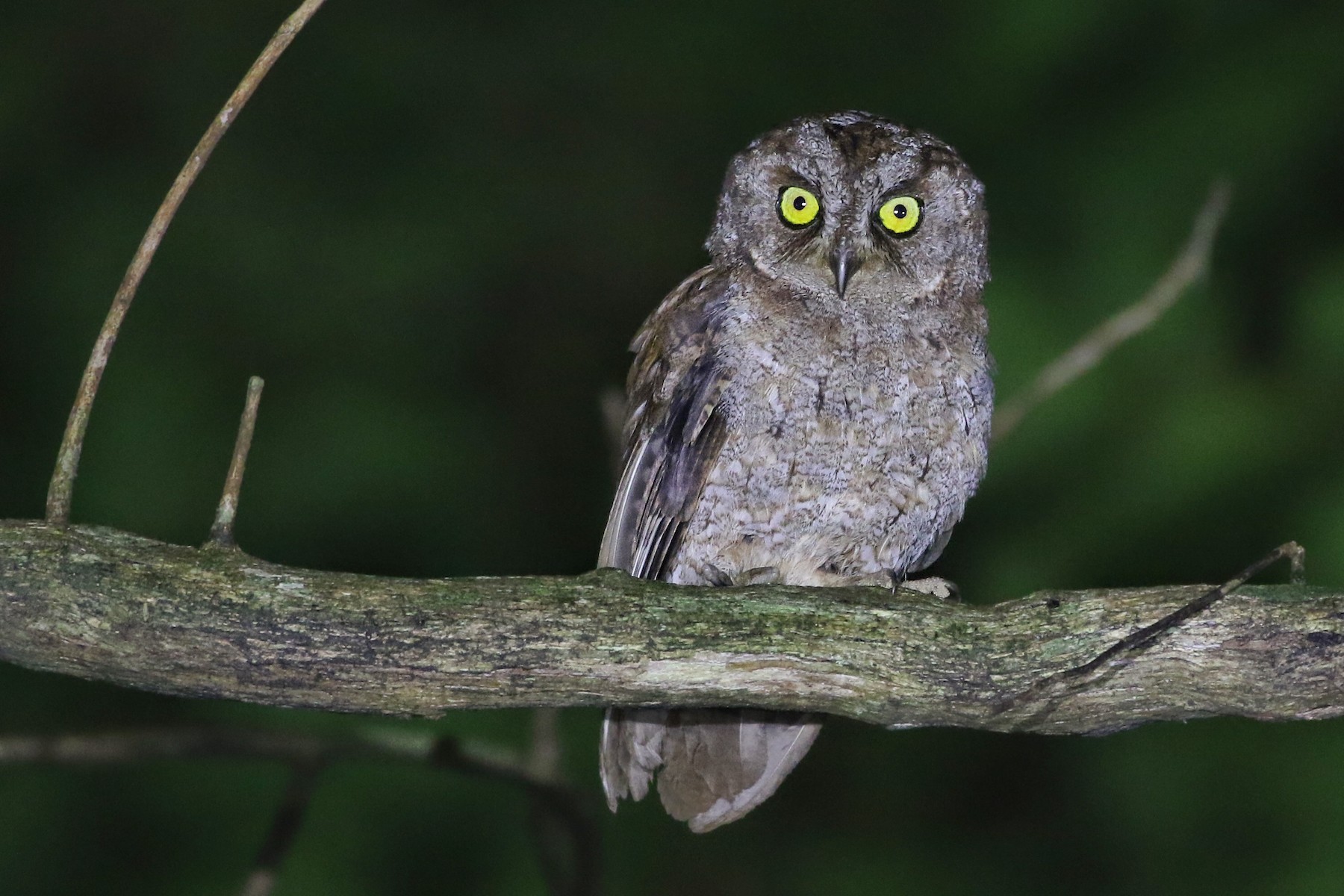 Autillo de Príncipe (forma no descrita) - eBird