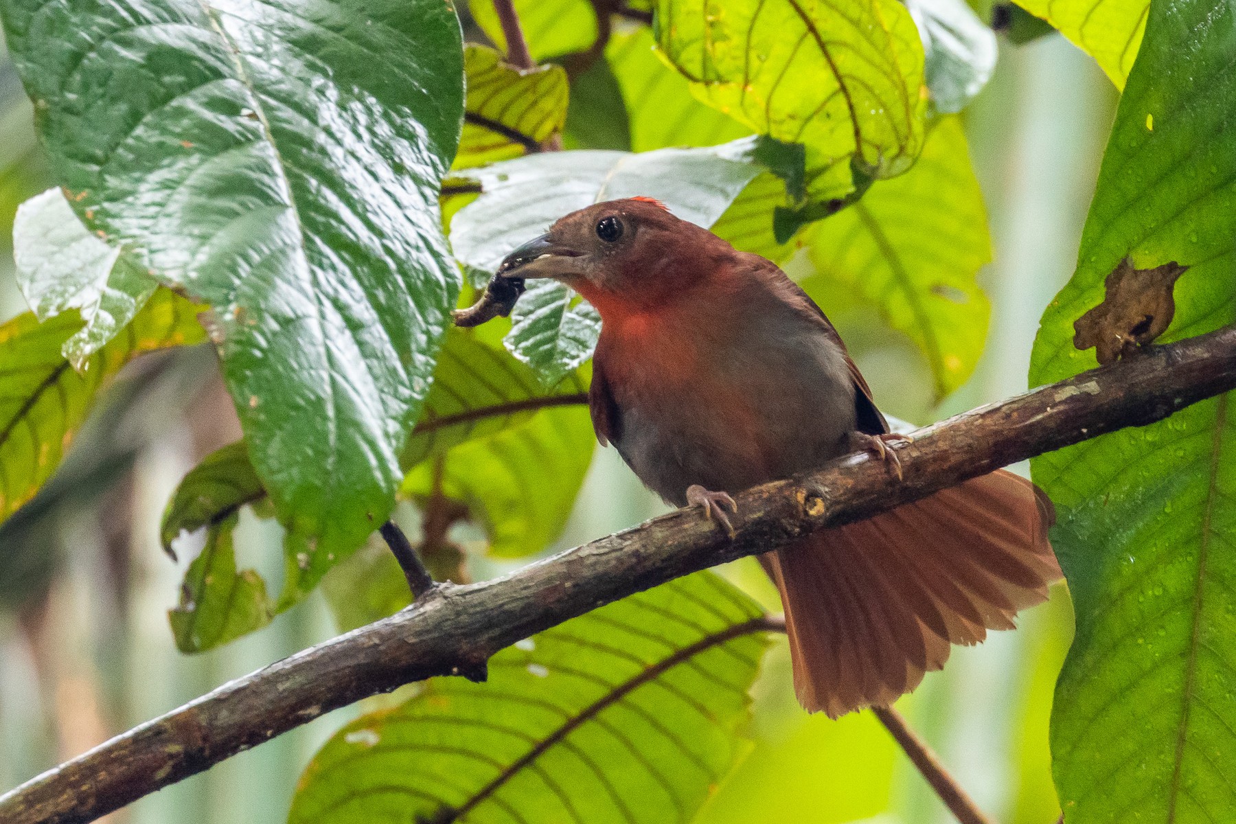 Red-crowned Ant-Tanager (Scarlet-throated) - eBird