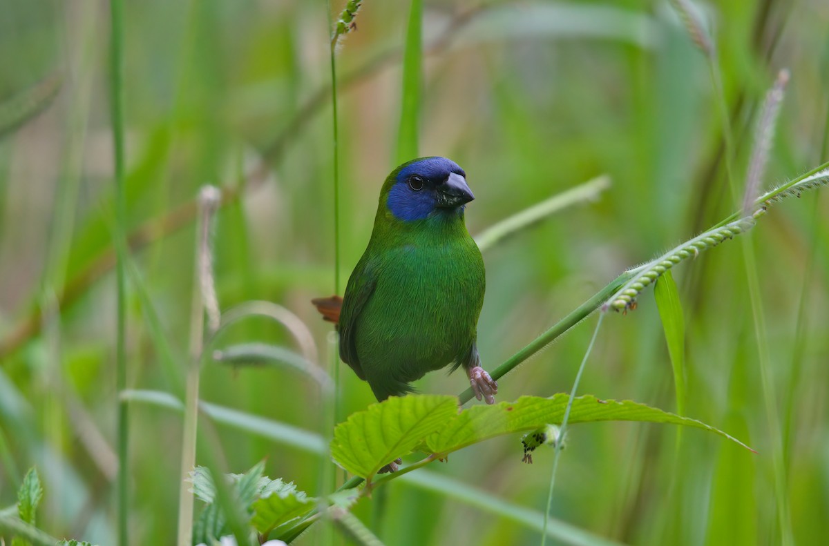 eBird Checklist - 11 Mar 2023 - Mt Lewis - 16 species