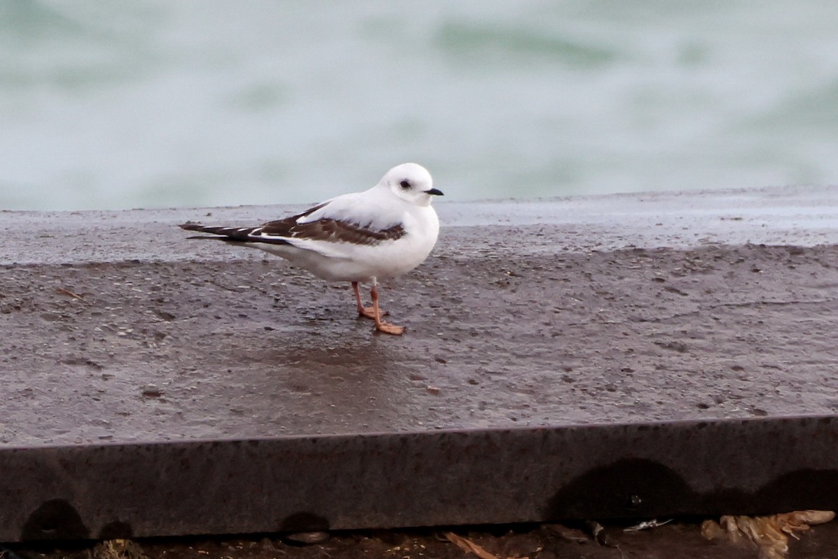 eBird Checklist - 11 Mar 2023 - Steelworkers Park (#523, including IL ...