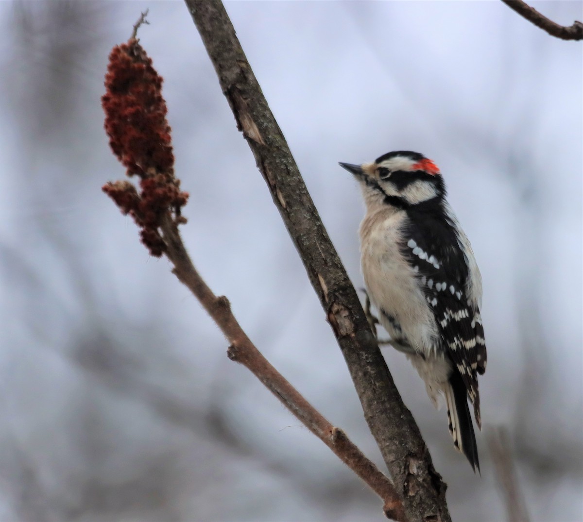 eBird Checklist - 11 Mar 2023 - LeRoy Oakes Forest Preserve - 19 species