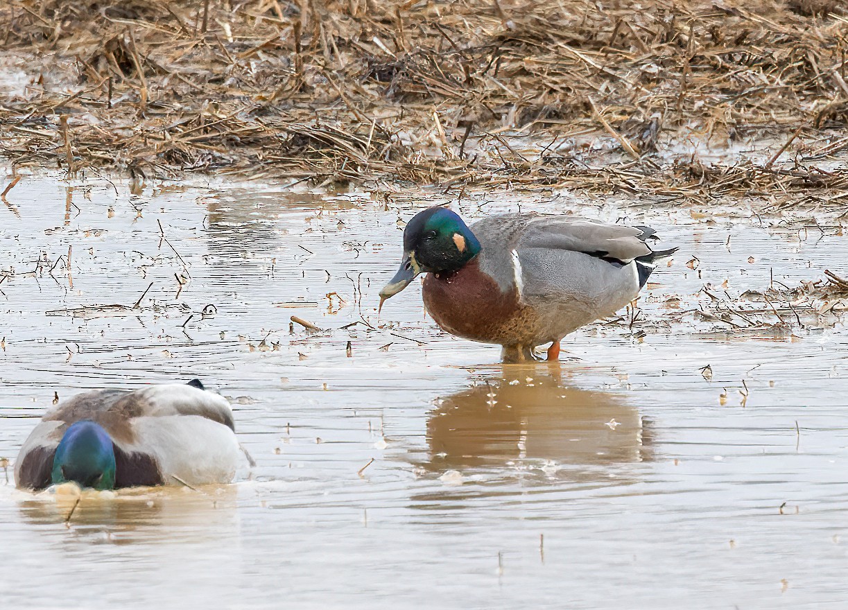Mallard x Green-winged Teal (hybrid) - eBird
