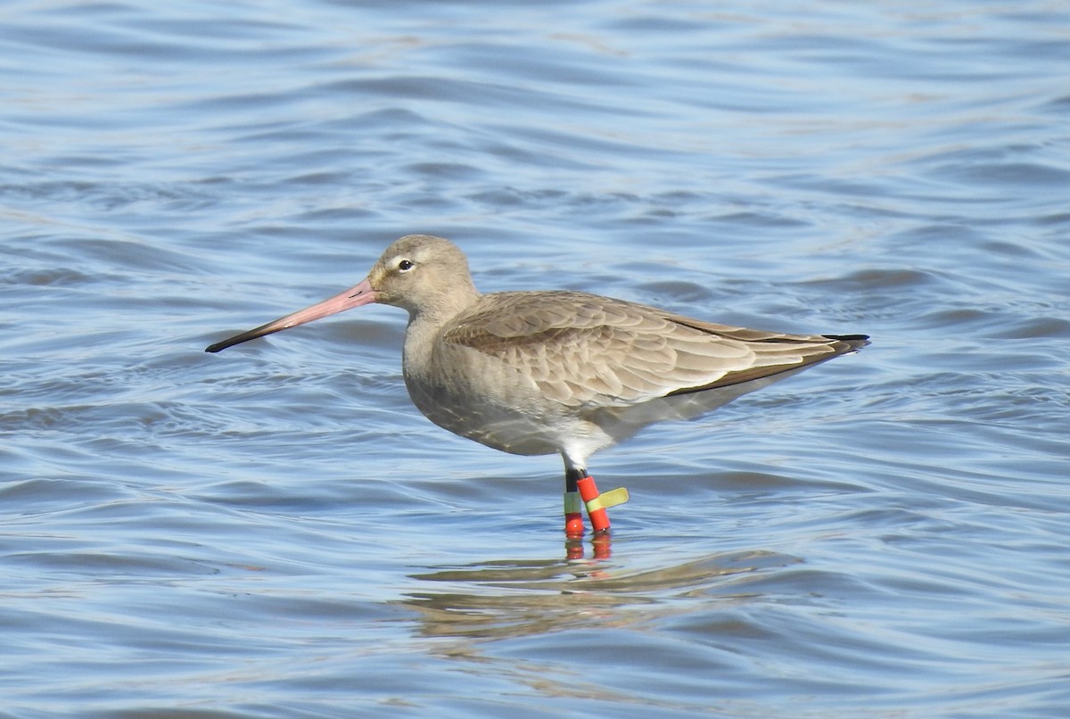 ML544335711 - Black-tailed Godwit - Macaulay Library
