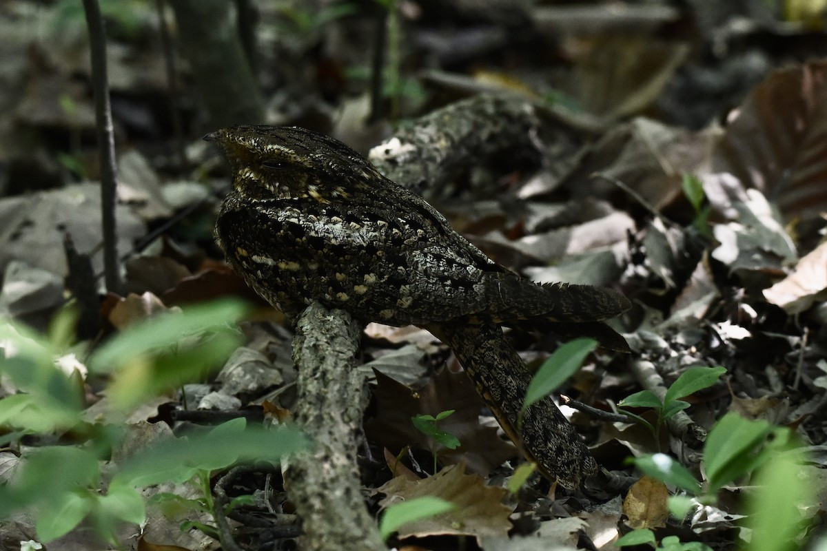 eBird Checklist - 11 Mar 2023 - Edith L. Moore Nature Sanctuary (UTC ...