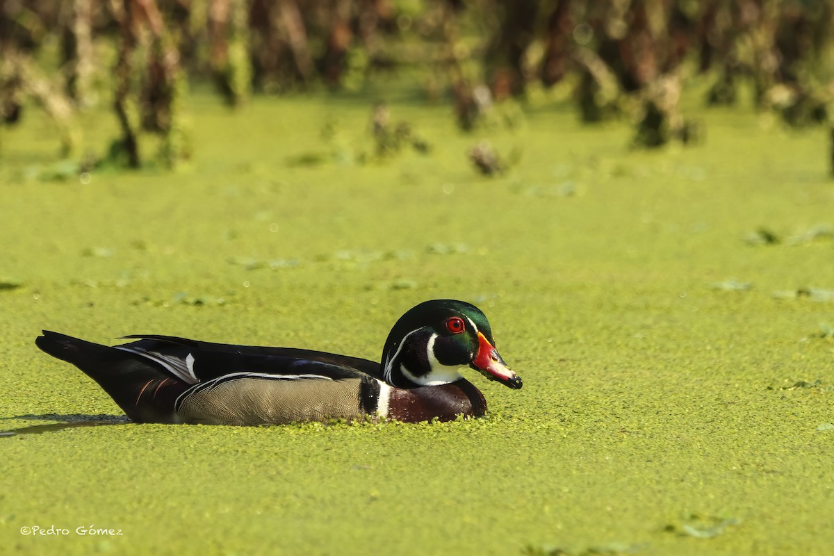 eBird Checklist - 11 Mar 2023 - Peaceful Waters Sanctuary - 43 species ...