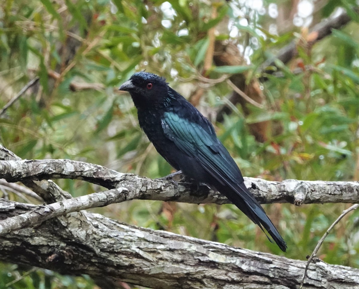 eBird Checklist - 12 Mar 2023 - Pimpama Conservation Area - 51 species