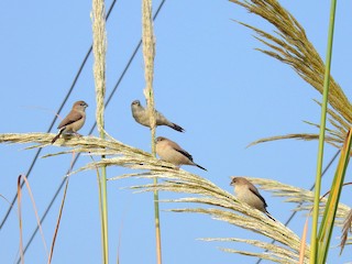Indian Silverbill (White-throated Munia) - eBird