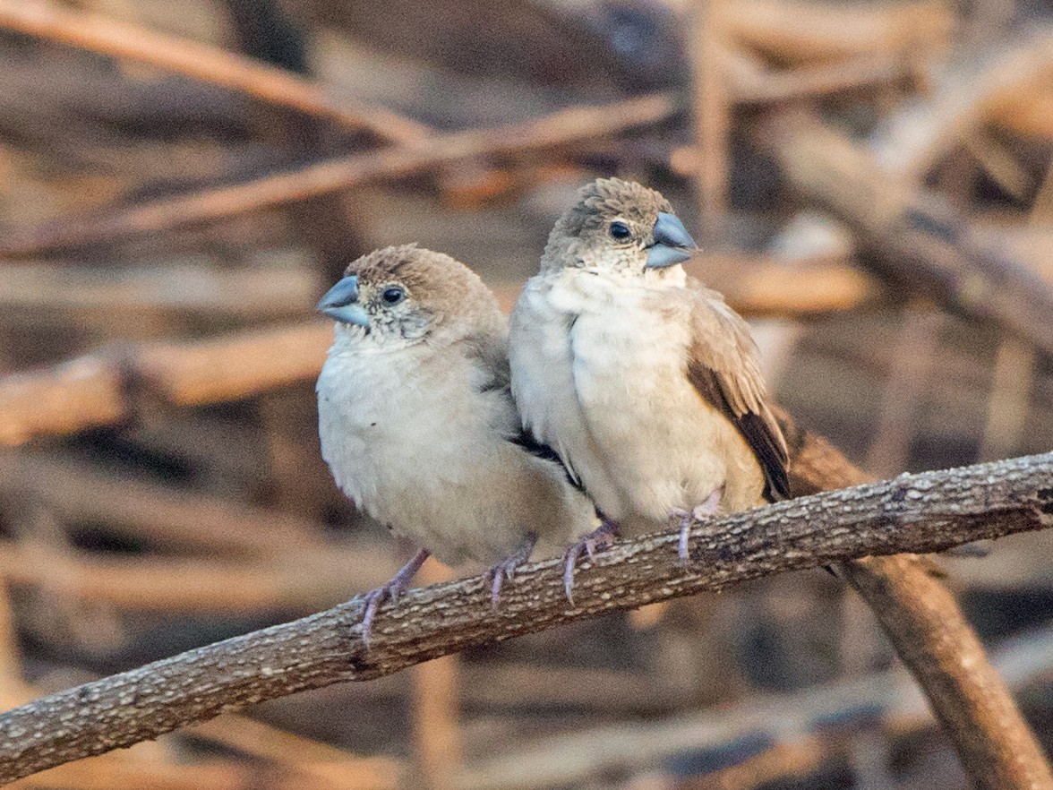 Indian Silverbill - eBird