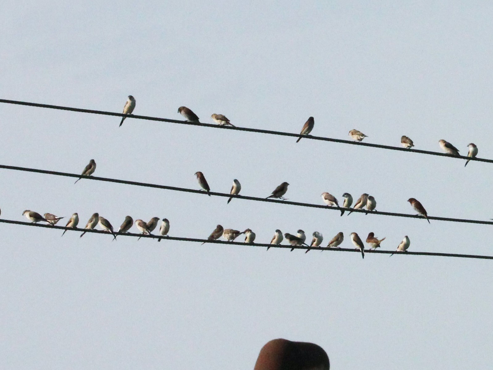 Indian Silverbill (White-throated Munia) - eBird