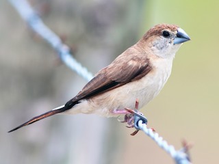 Indian Silverbill - eBird