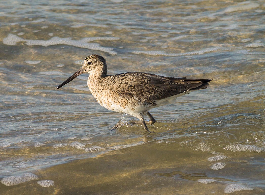 eBird Checklist - 5 May 2013 - Port Aransas Jetty (CTC 058) - 3 species ...