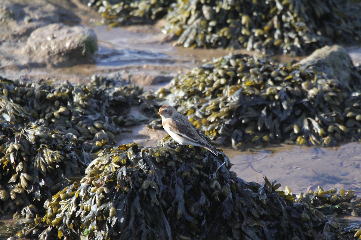 eBird Checklist - 15 Oct 2020 - Spurn Bird Observatory Recording Area ...