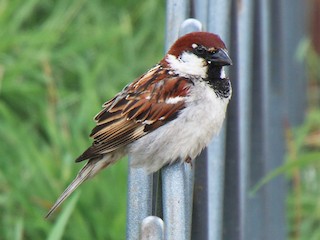 Italian Sparrow - Passer italiae - Birds of the World