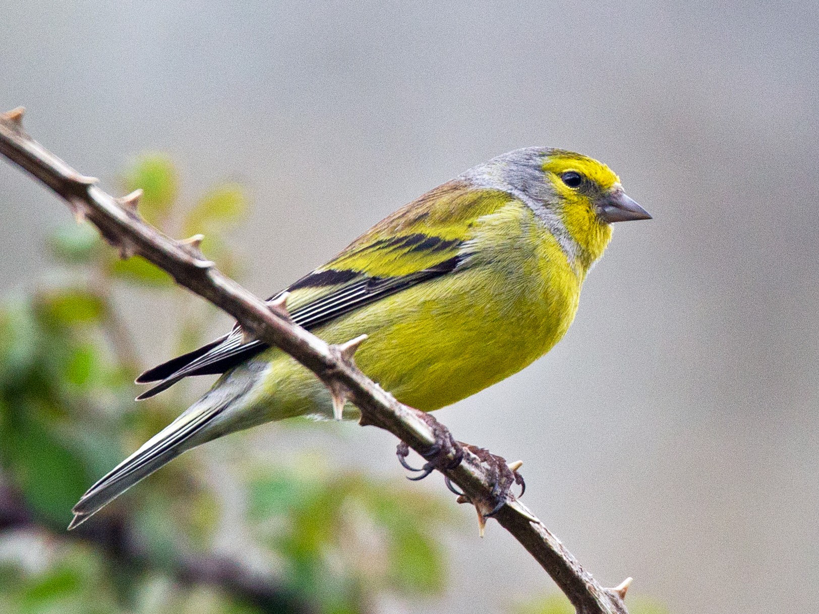 Corsican Finch - eBird