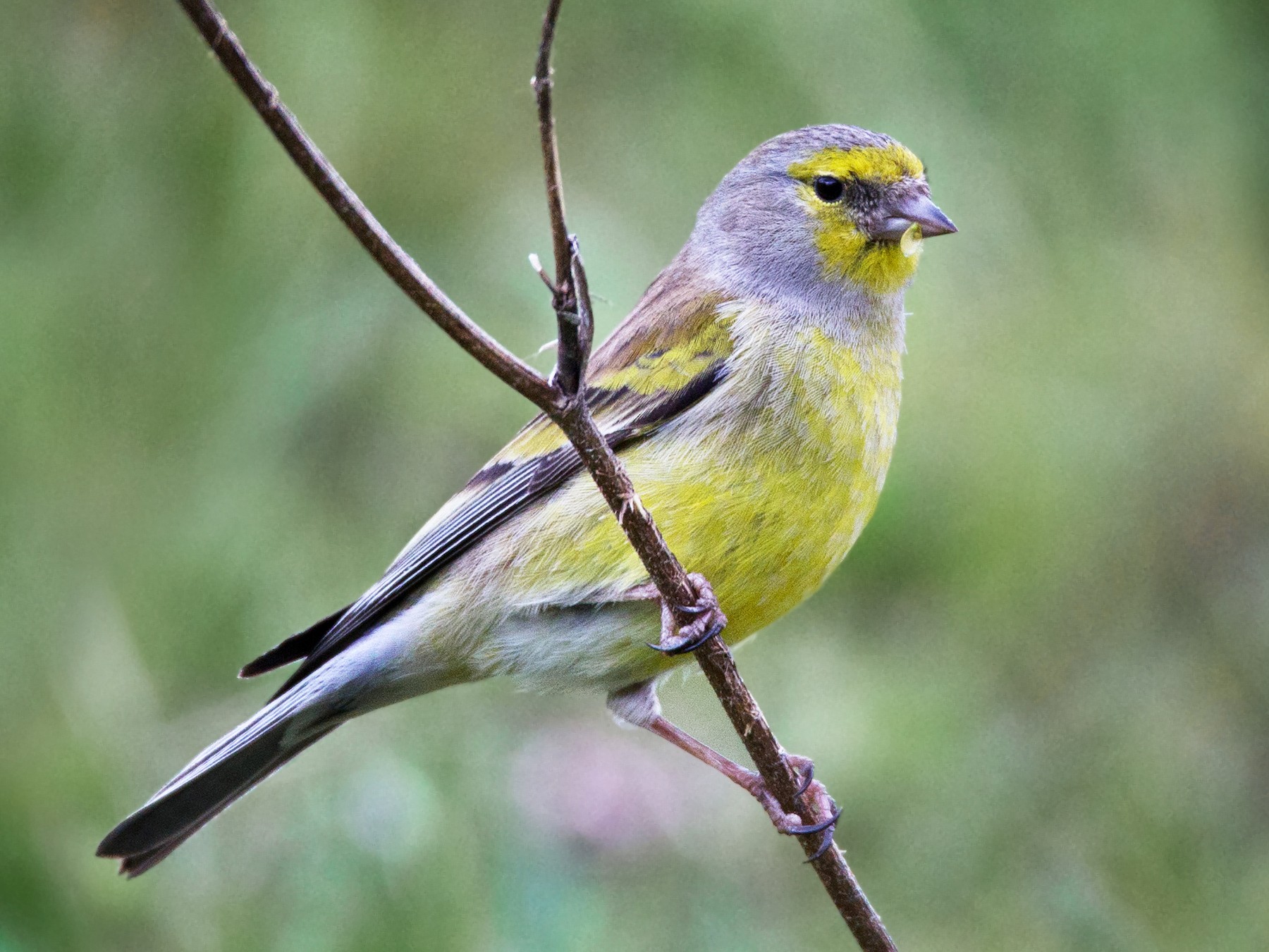 Corsican Finch - eBird