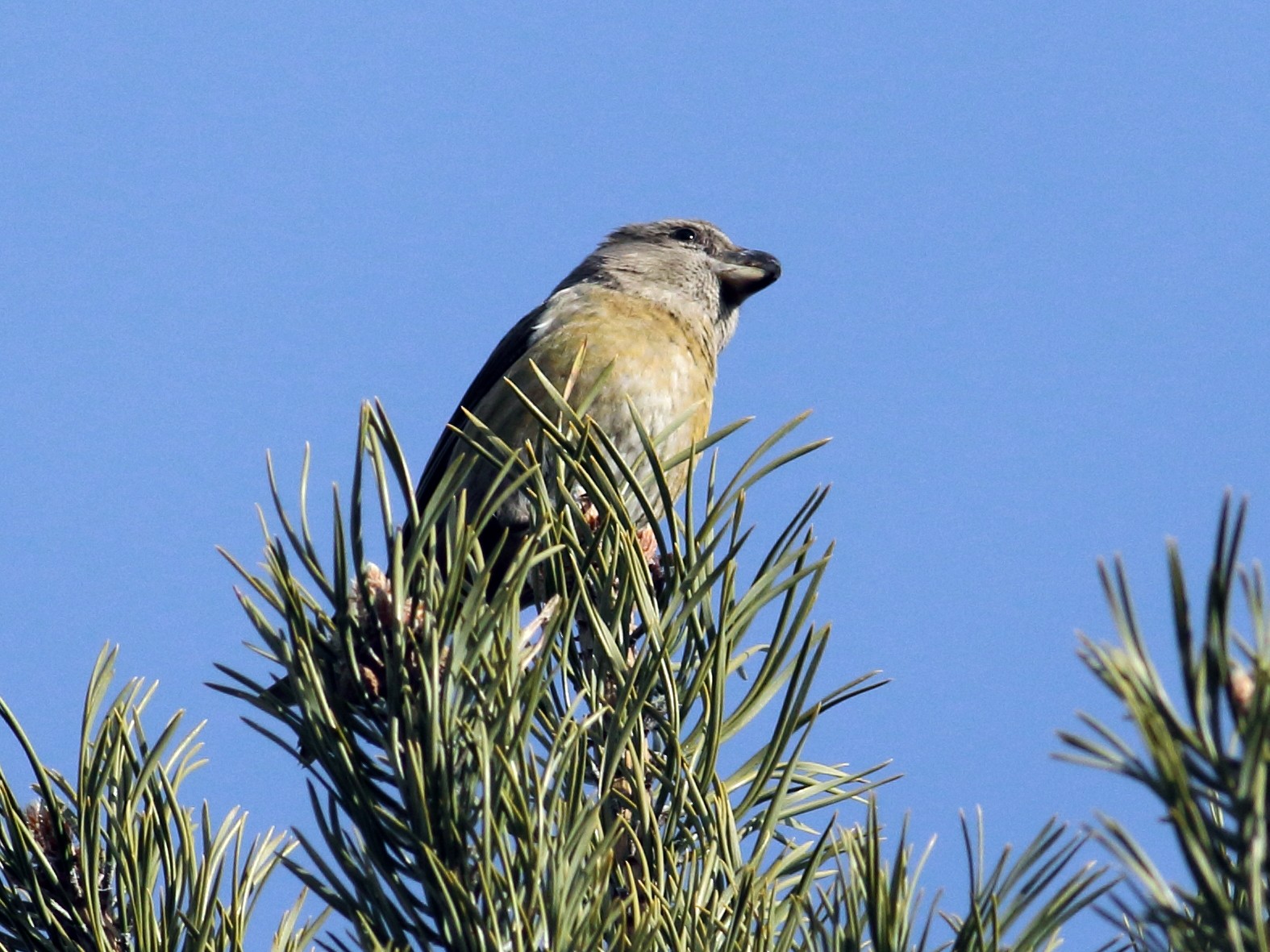 Parrot Crossbill - eBird