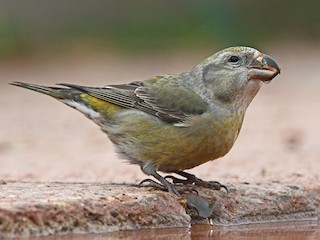 Parrot Crossbill - Loxia pytyopsittacus - Birds of the World