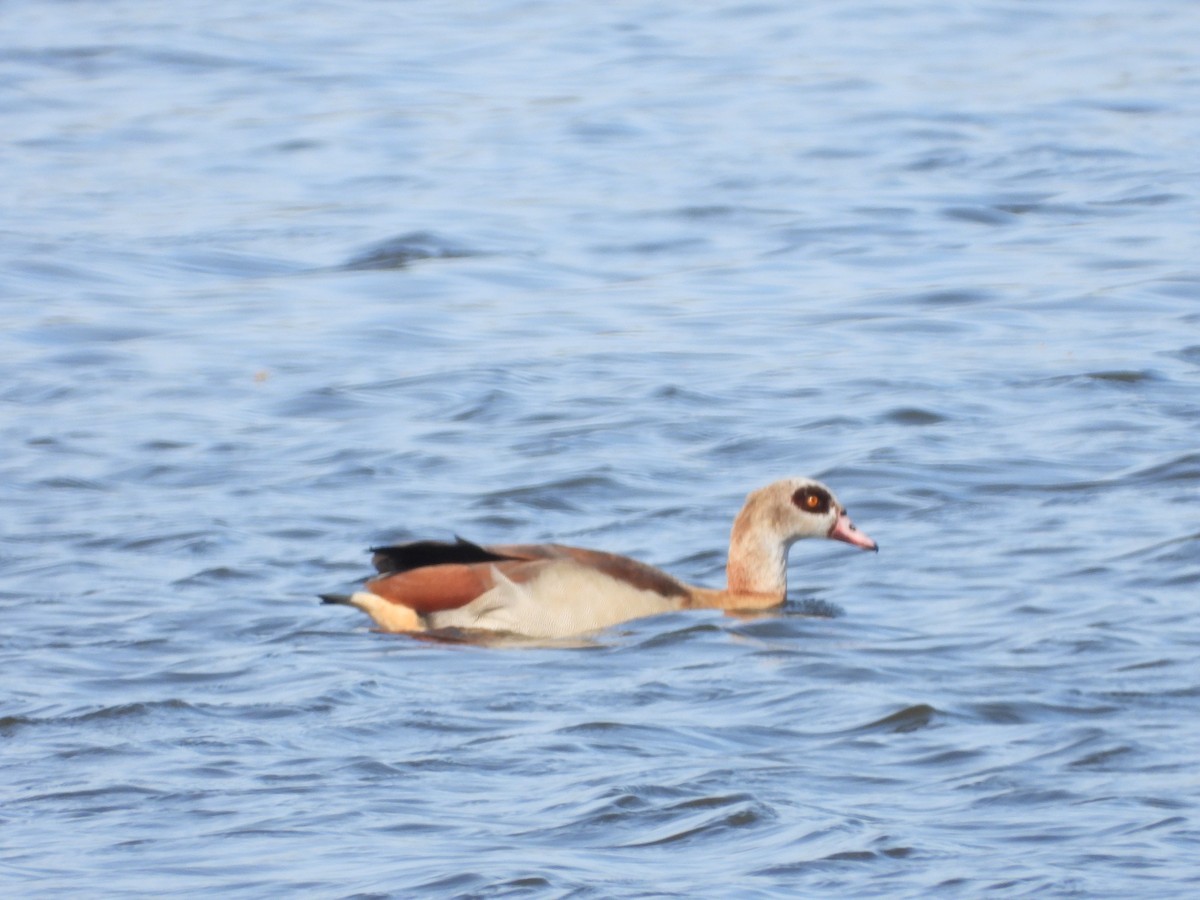 eBird Checklist - 12 Mar 2023 - CHKO Poodří--PR Bartošovický luh - 25 ...