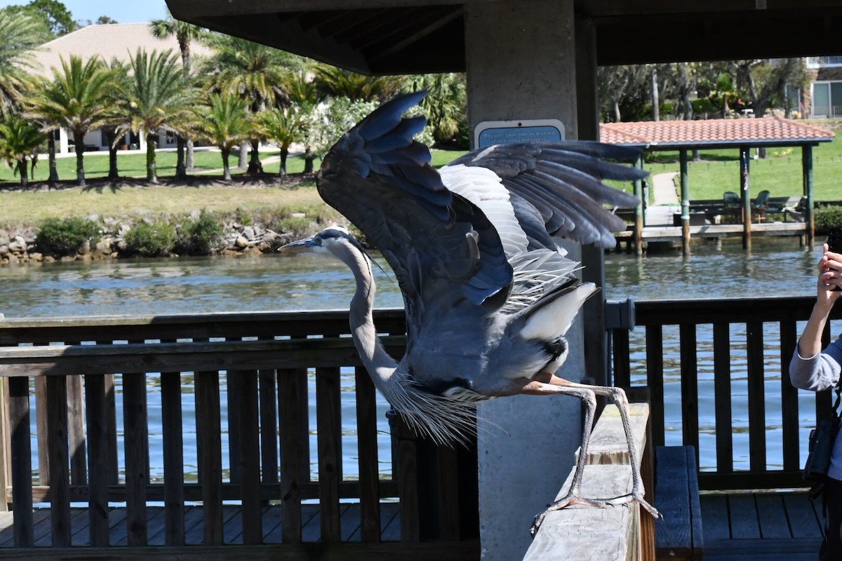 eBird Checklist - 12 Mar 2023 - Waterfront Park (Flagler Co.) - 11 species