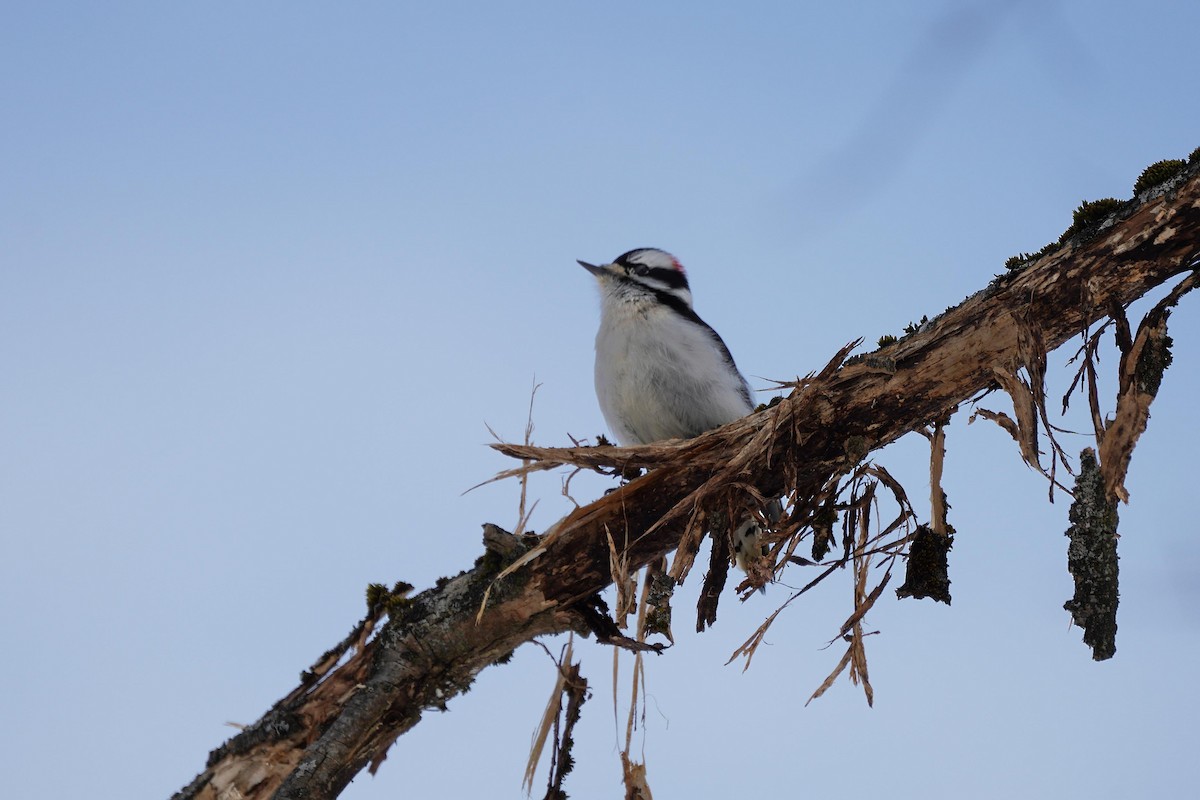 eBird Checklist - 12 Mar 2023 - Three Rivers WMA (general area) - 6 species