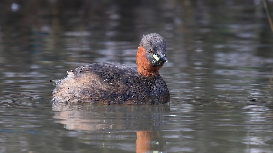 Little Grebe (Little) - eBird