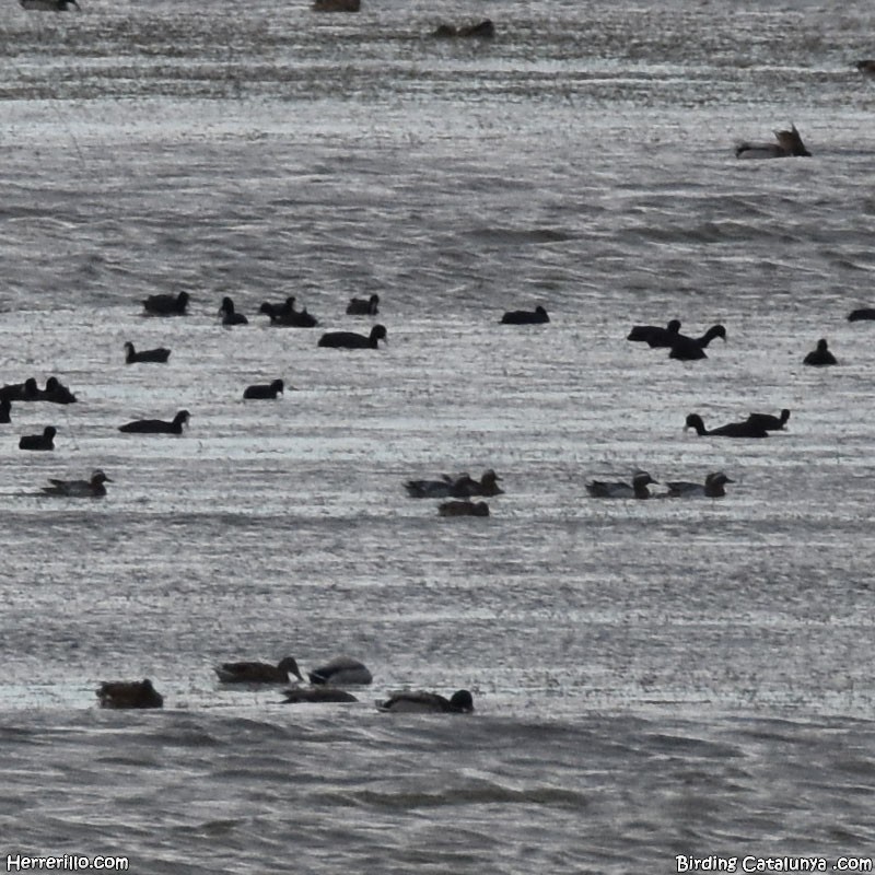 eBird Checklist - 12 Mar 2023 - Delta de l'Ebre PNat--Mirador de l ...