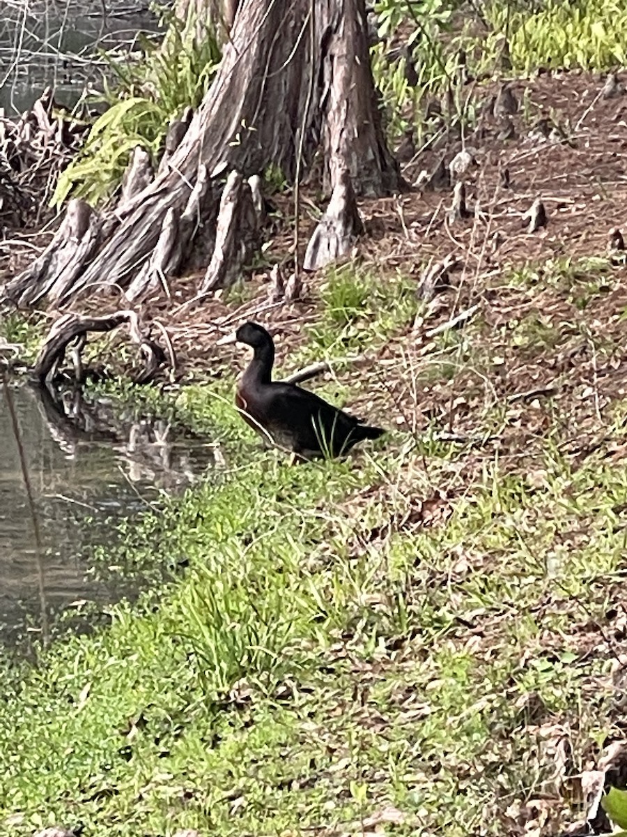 eBird Checklist - 12 Mar 2023 - Palmetto pond patch - 11 species (+1 ...