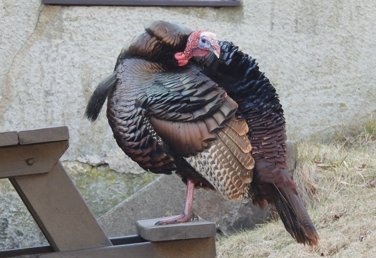 Mass Audubon eBird Checklist - 12 Mar 2023 - Museum of American Bird ...