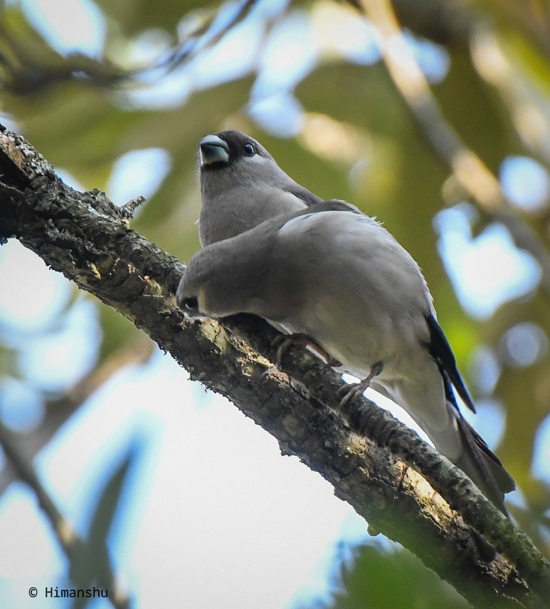 eBird Checklist - 13 Mar 2023 - Taradevi, Himachal Pradesh, IN (31.061, 77.141) - 23 species