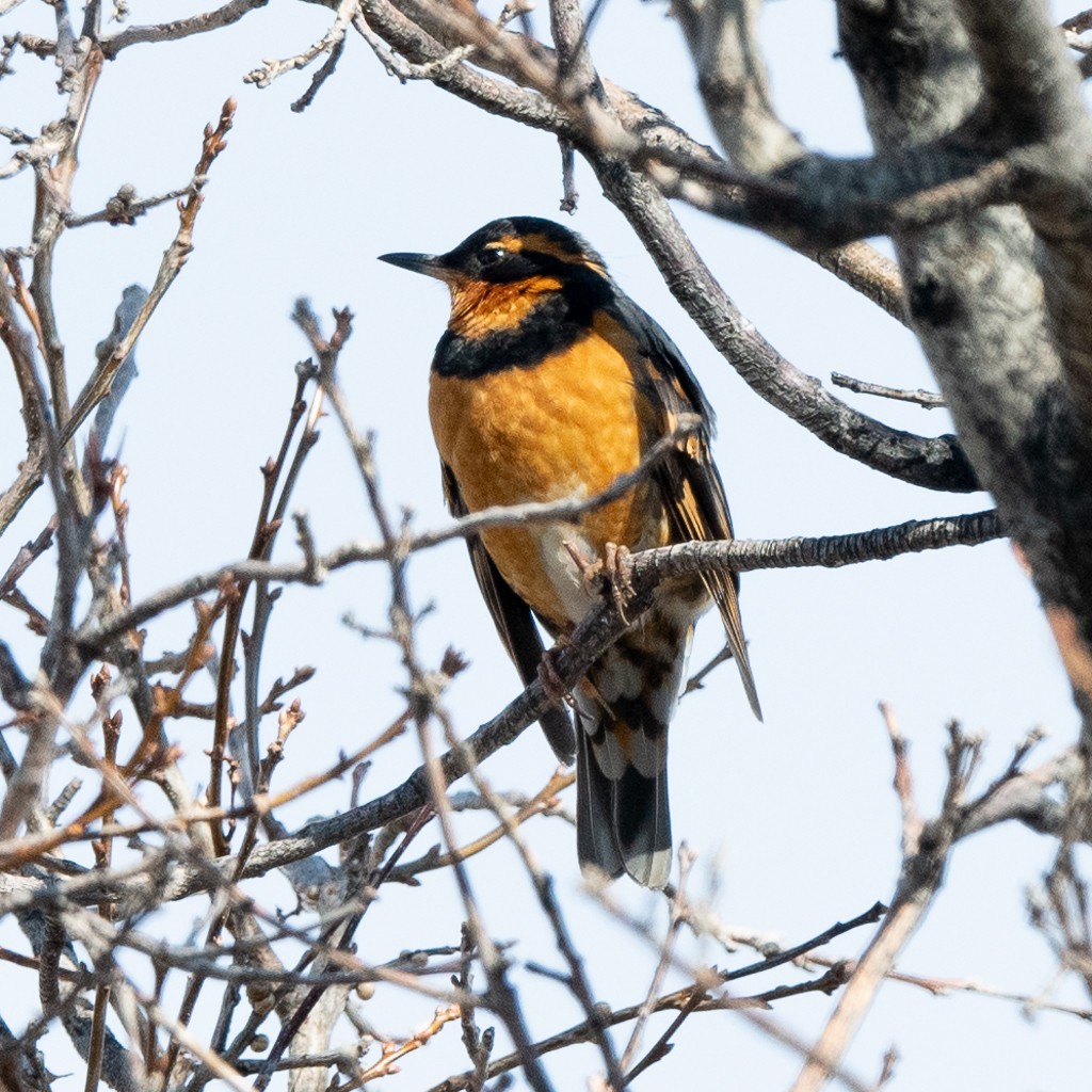 eBird Checklist - 13 Mar 2023 - 1365 Bear Mountain Drive, Boulder ...