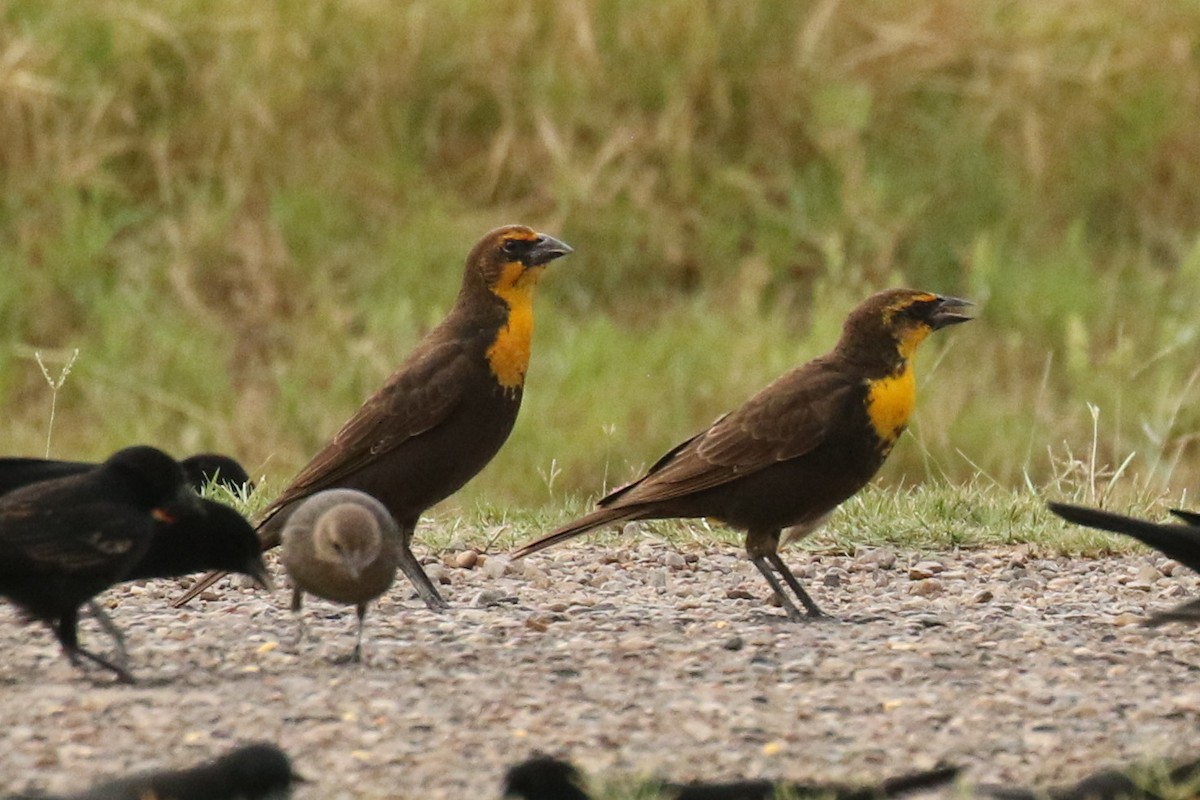 eBird Checklist - 13 Mar 2023 - Jones yard, Progreso Lakes - 52 species