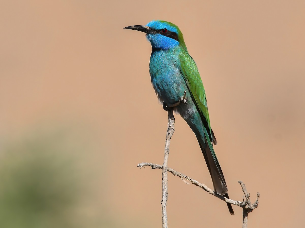 Arabian Green Bee-eater - Merops cyanophrys - Birds of the World
