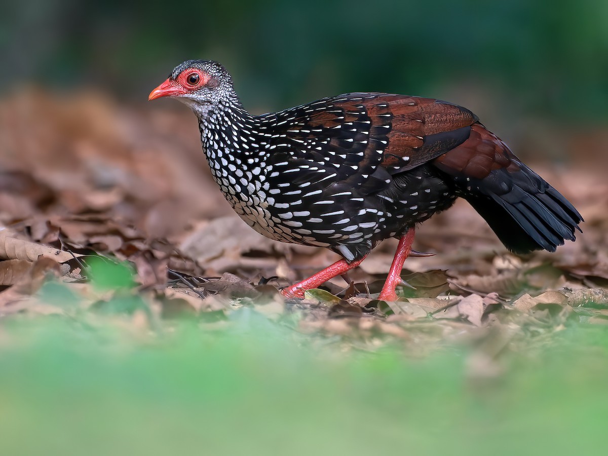 Sri Lanka Spurfowl - Galloperdix bicalcarata - Birds of the World