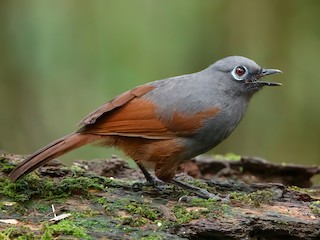 Sunda Laughingthrush - Garrulax palliatus - Birds of the World