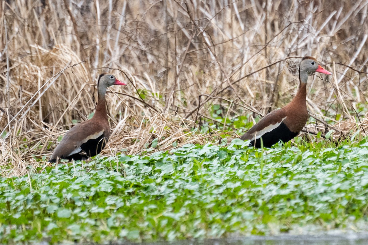 eBird Checklist - 10 Feb 2023 - Lake Martin (Lake la Pointe) - 37 species