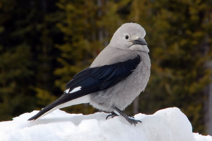 eBird Checklist - 18 Apr 2010 - Banff National Park--Lake Louise - 1 ...