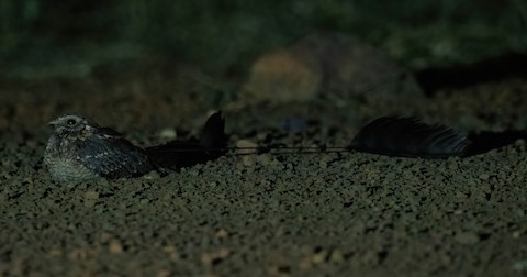 Standard Winged Nightjar Flying